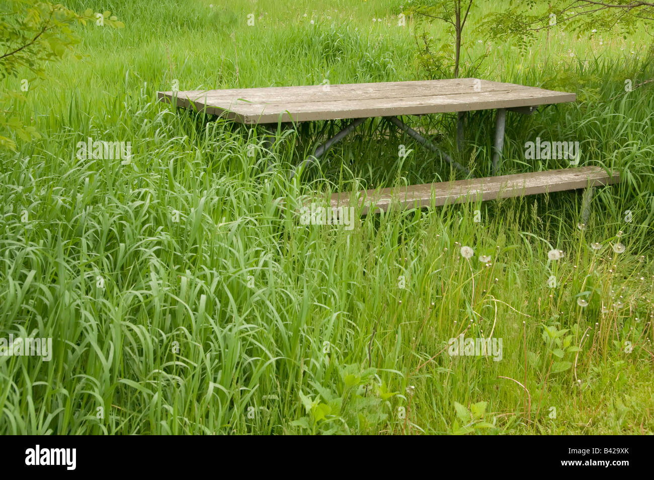 Picnic table in prairie grass Stock Photo - Alamy