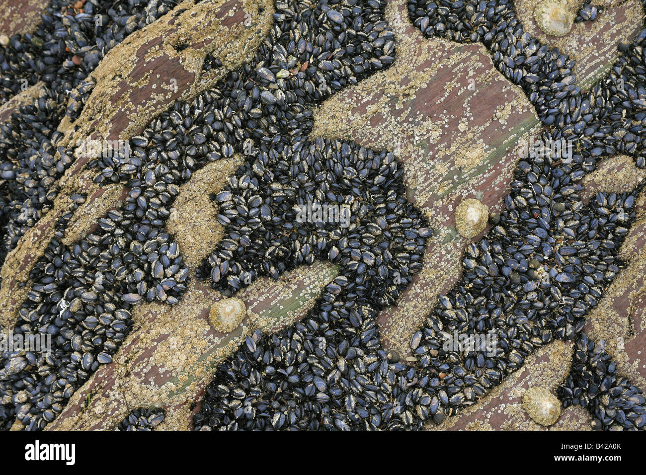 Cockle shell patterns Stock Photo - Alamy