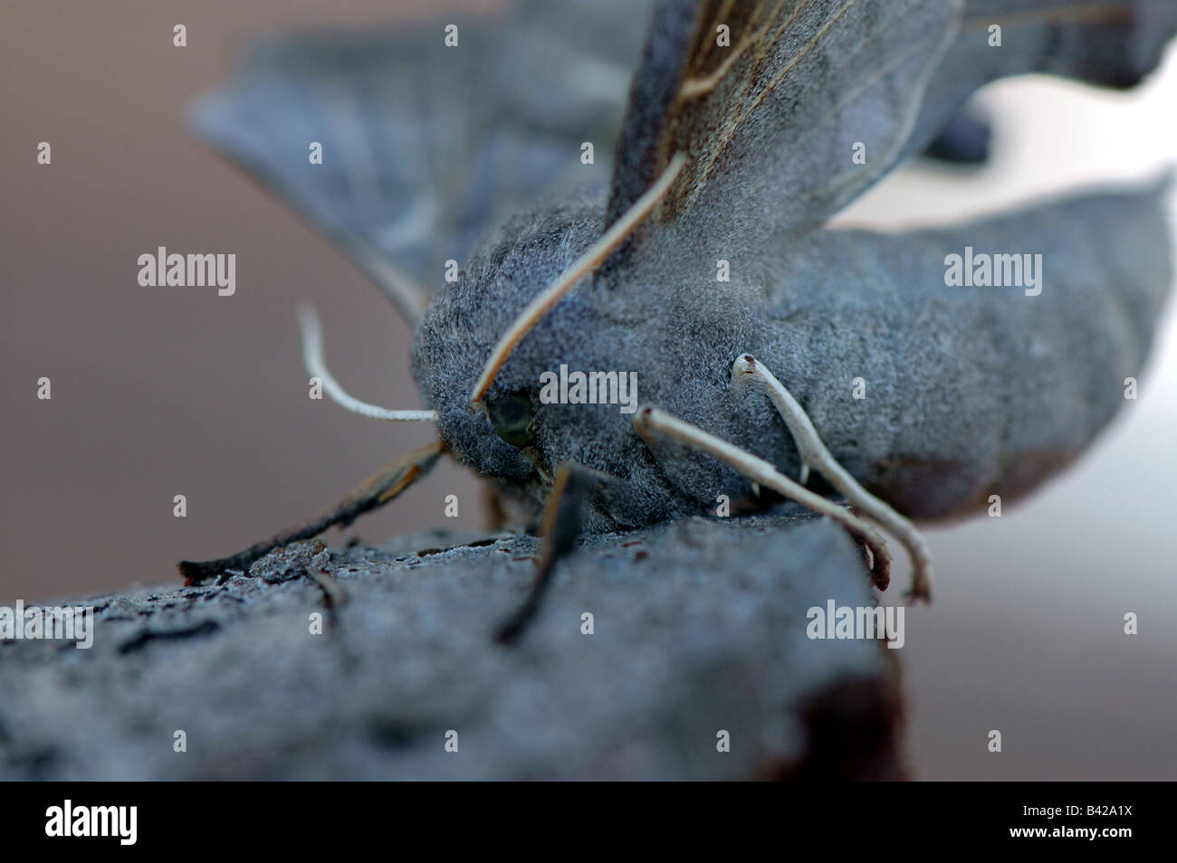 A Poplar Hawk Moth Stock Photo - Alamy