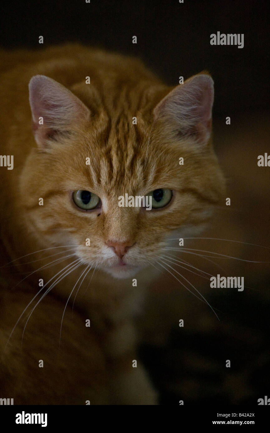 A ginger tom cat approaches camera Stock Photo - Alamy