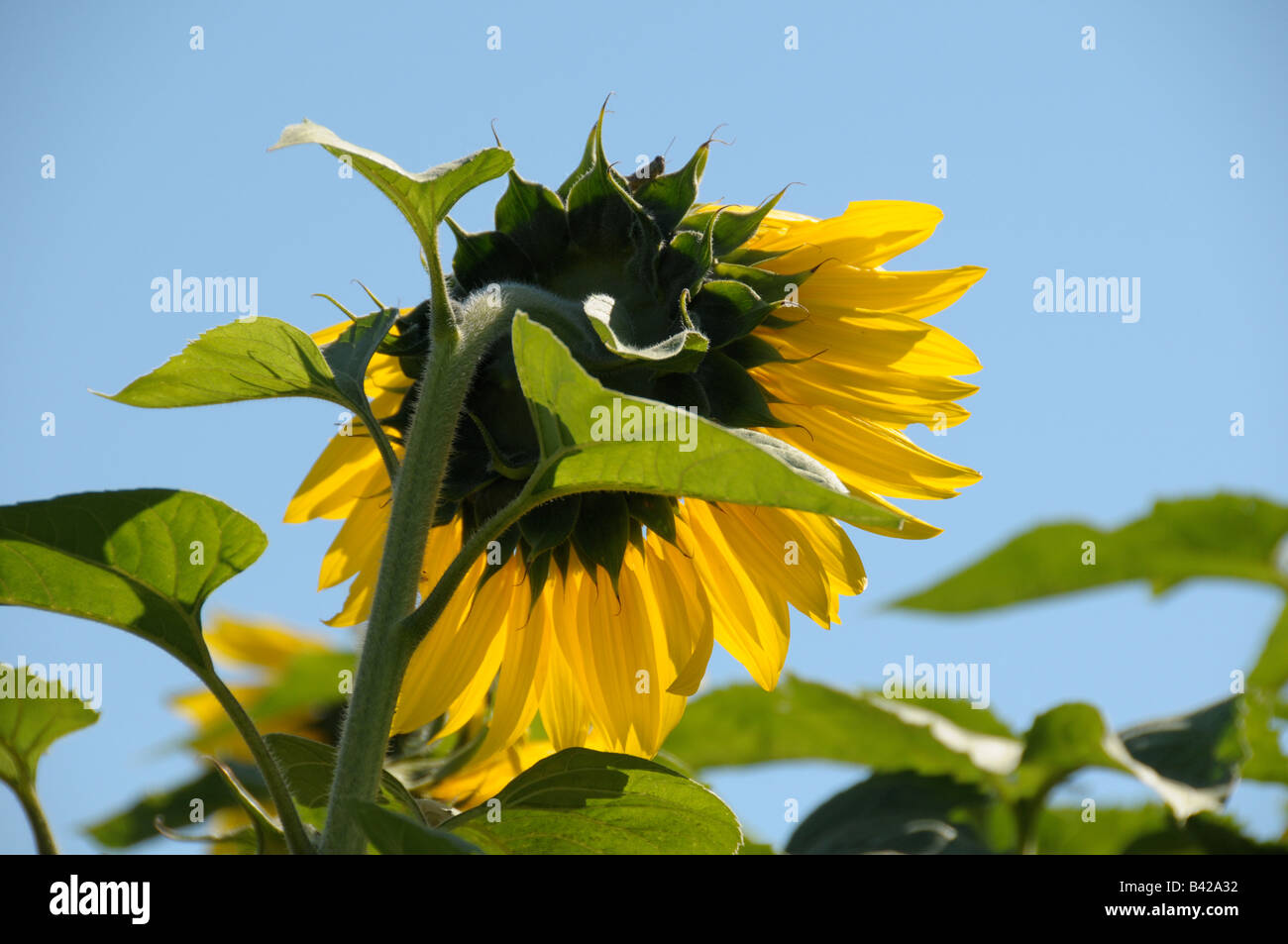 Backside of sunflower hi-res stock photography and images - Alamy
