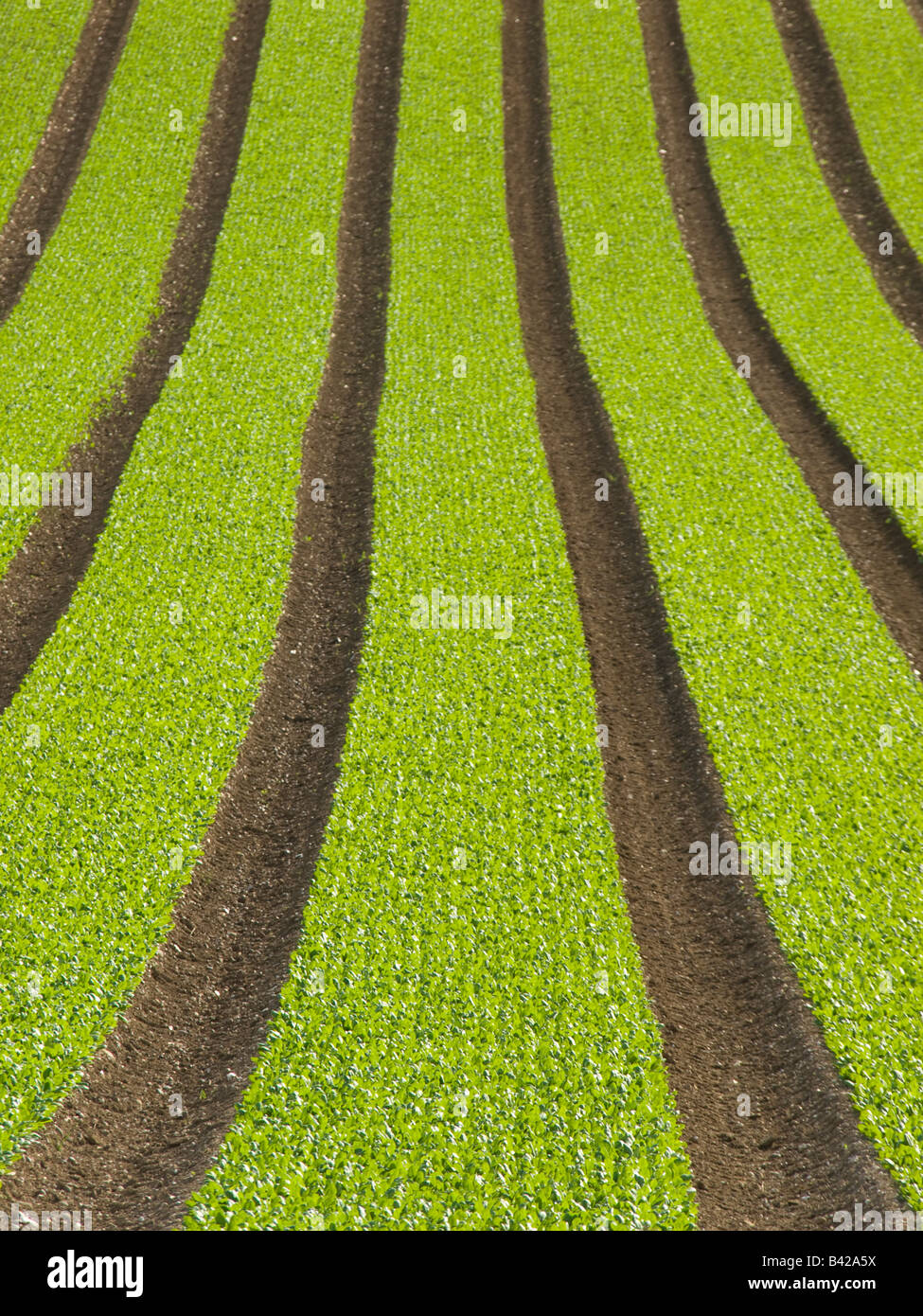 Vertical rows of green crop growing in a field, Orpington, Kent, UK ...