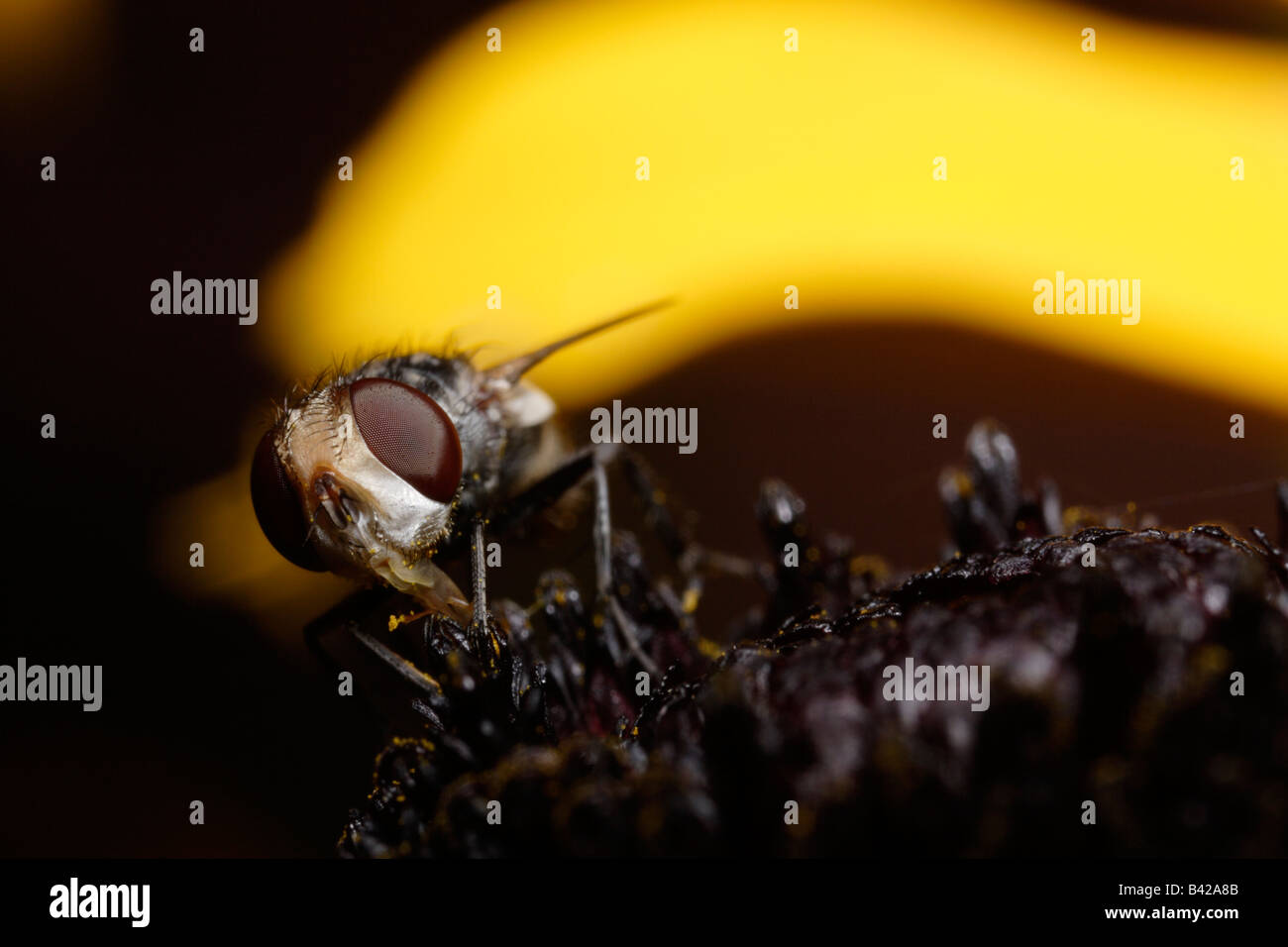 Anthomyiidae hi-res stock photography and images - Alamy