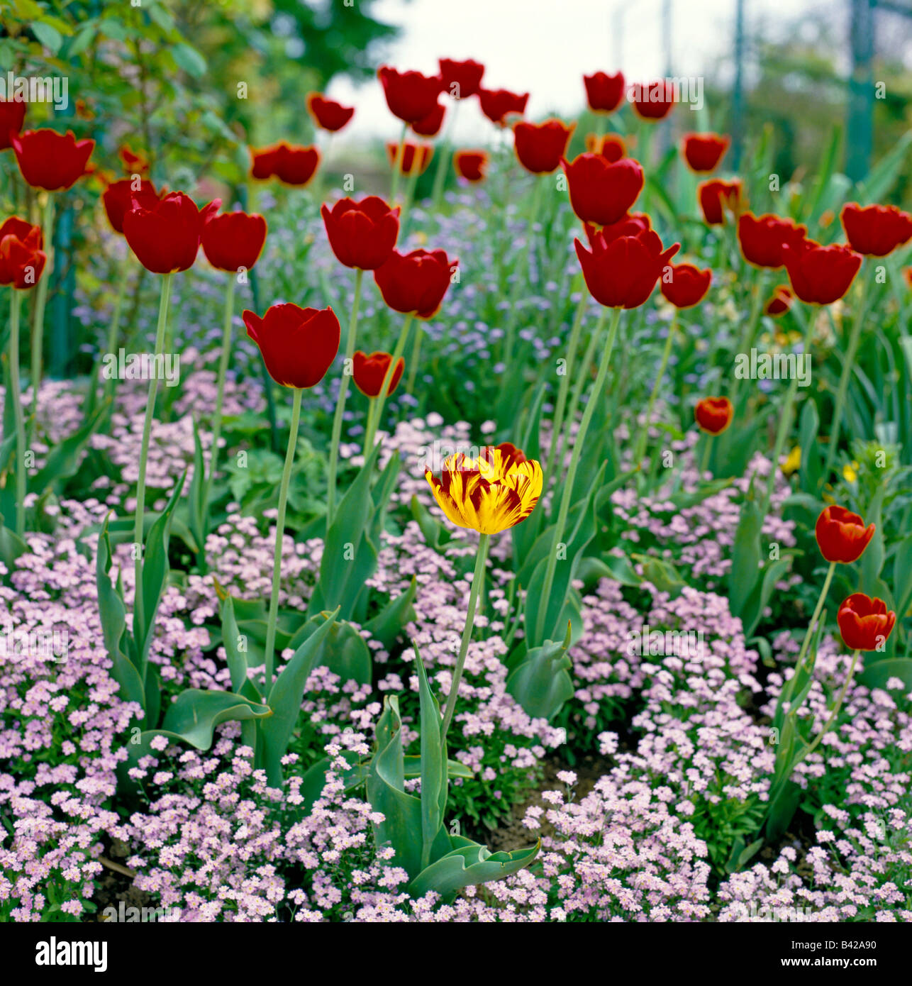 Colourful border of spring Tulips at Giverny Stock Photo - Alamy
