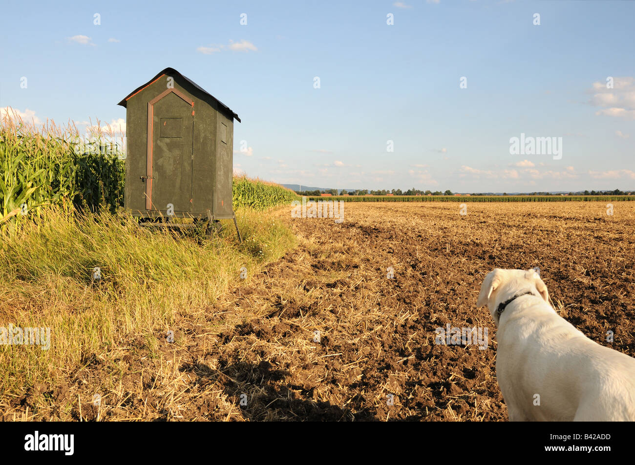 White dog staring at a small movable shed on a balk between a maize ...