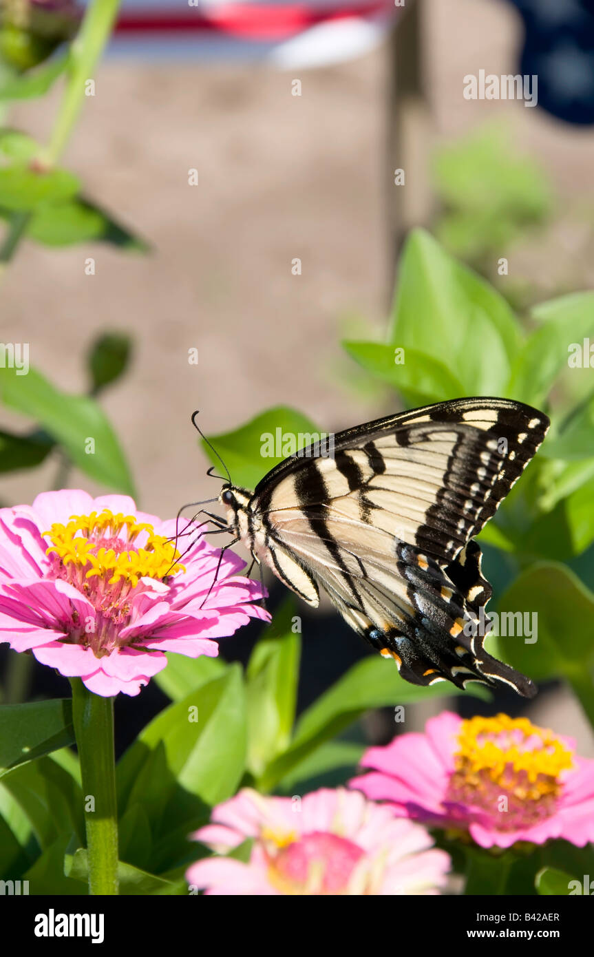 Adult male Eastern tiger swallowtail balanced on pink cosmo Stock Photo ...