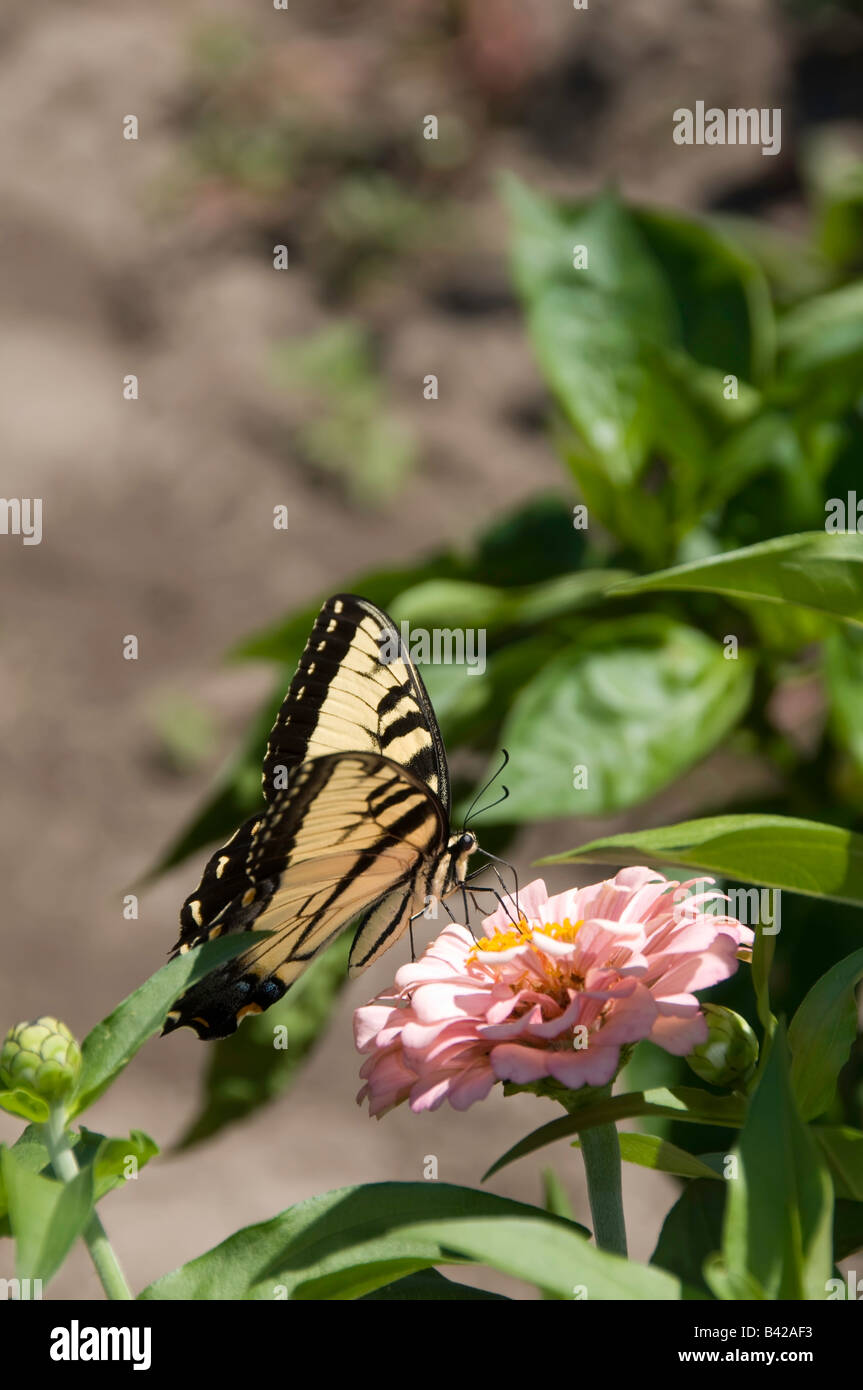Male tiger swallowtail butterfly hi-res stock photography and images ...