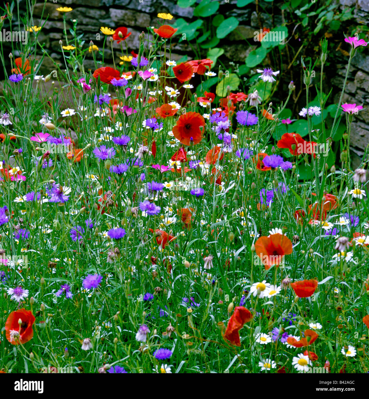 Colorful Wildflower Meadow in early summer Stock Photo - Alamy