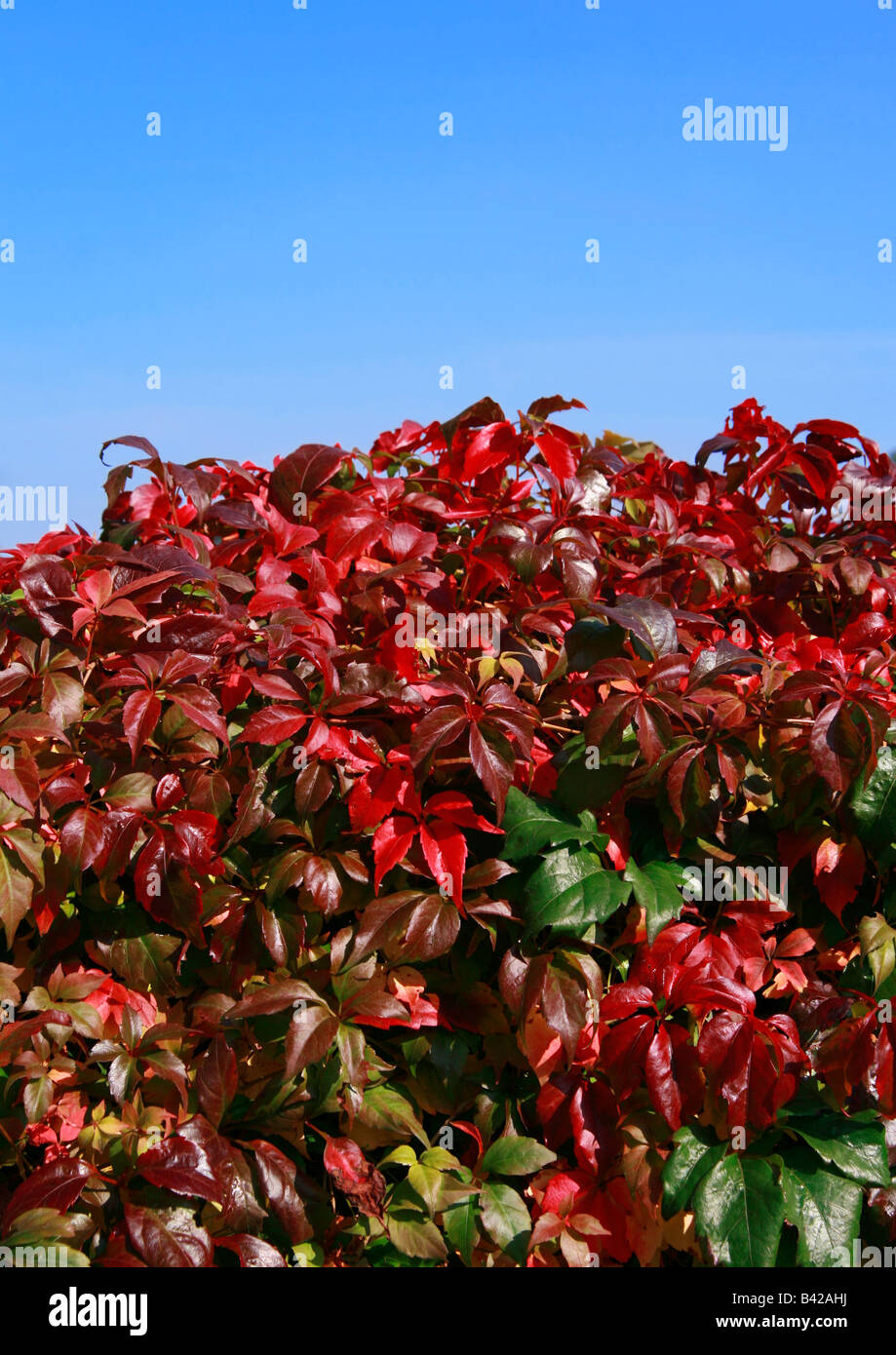 Autumn colour in manchester hi-res stock photography and images - Alamy