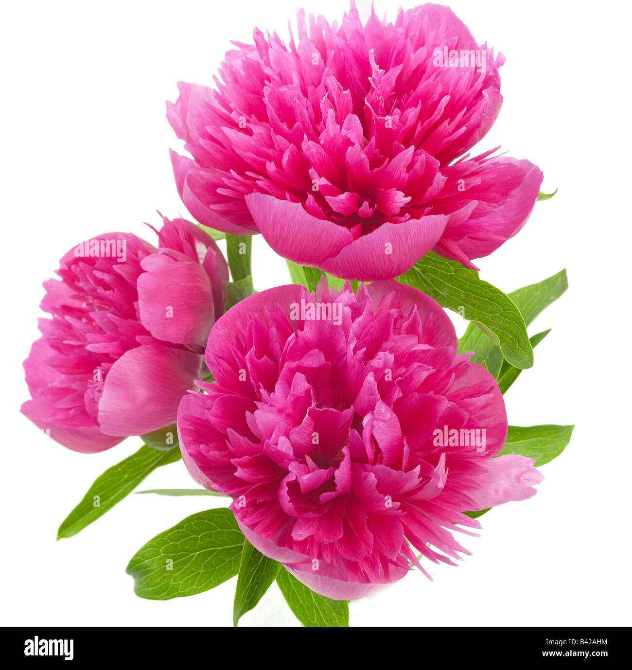 Cerise Pink Peony Flowers Stock Photo - Alamy