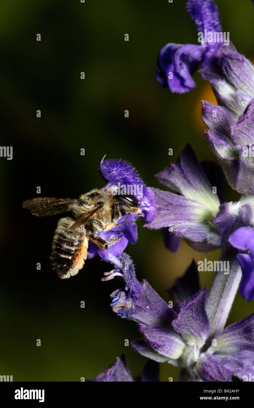 Female leaf cutter bee hi-res stock photography and images - Alamy