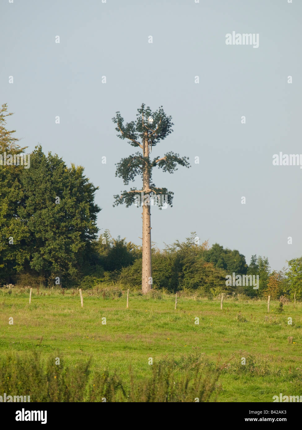 Disguised as a tree hi-res stock photography and images - Alamy