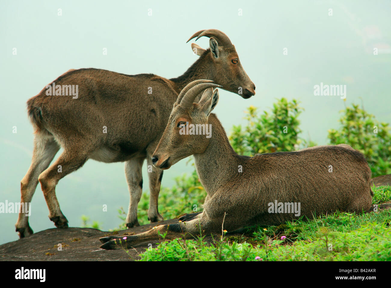 Nilgiri Tahr or Nilgiri Ibex or ibex(Nilgiritragus hylocrius) native to ...