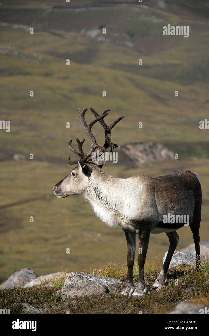 The area of Cairngorm, Scotland. Free roaming reindeer with velvet ...