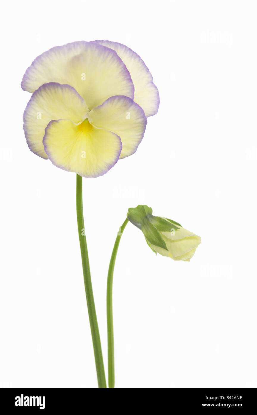 Viola blooms Cut Out Stock Images & Pictures - Alamy