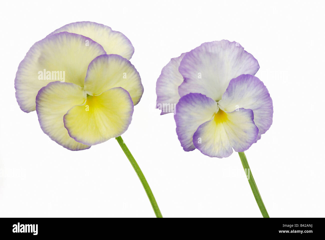 Viola Etain Flowers Stock Photo - Alamy