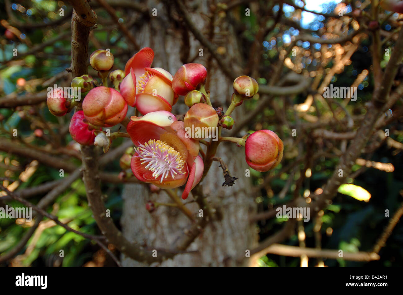 Family lecythidaceae hi-res stock photography and images - Alamy