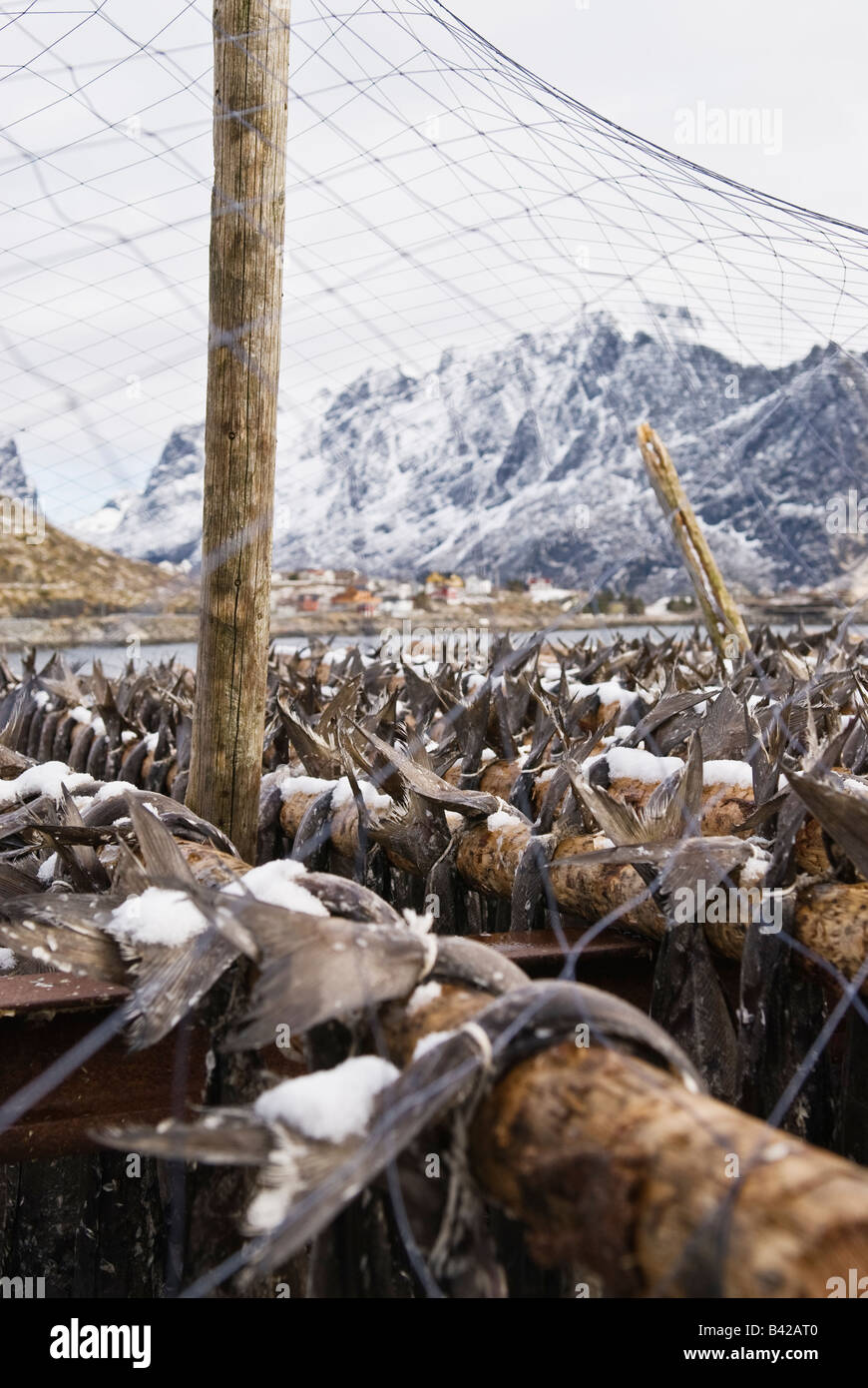 Atlanterhavstorsk hi-res stock photography and images - Alamy