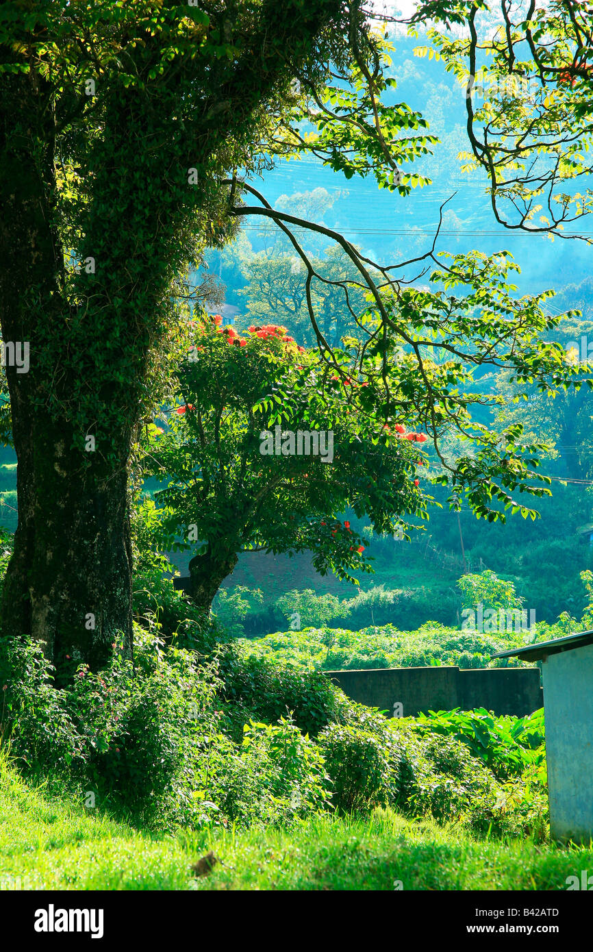 Enchanting blue beauty of Munnar,India Stock Photo - Alamy