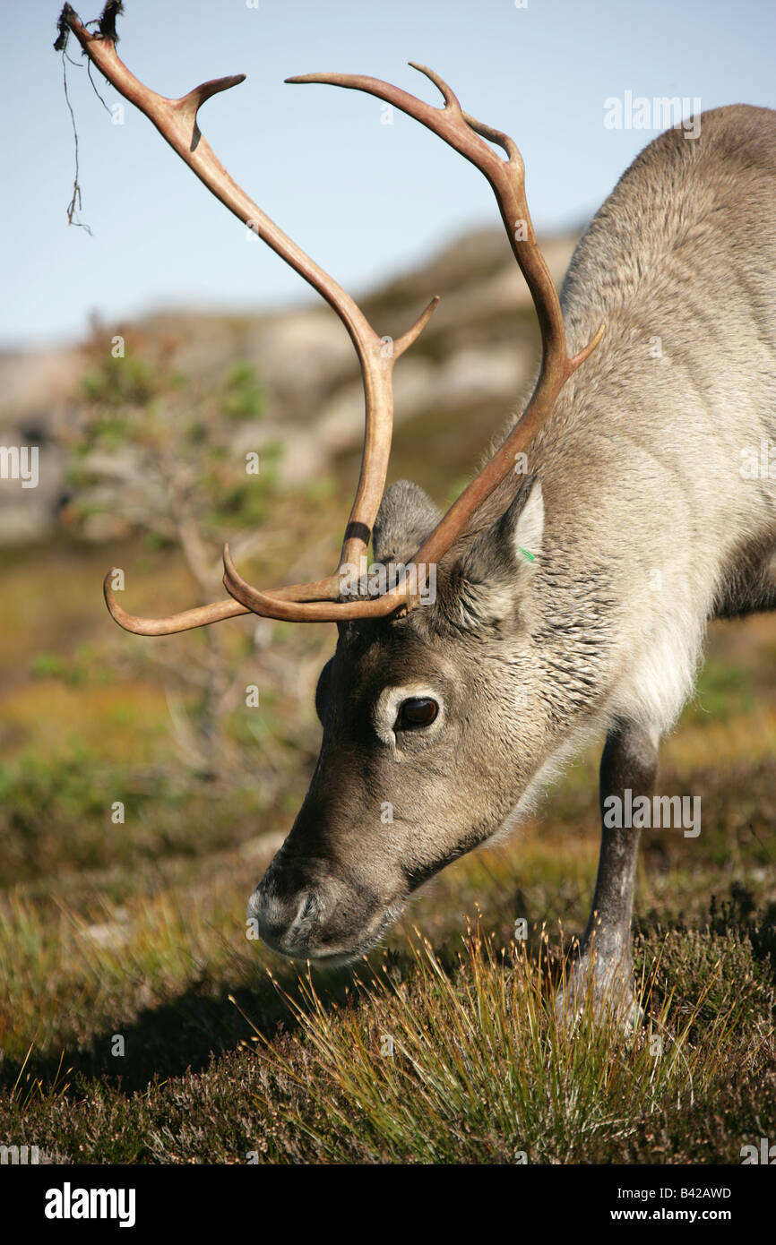 The area of Cairngorm, Scotland. Free roaming reindeer in the Cairngorm ...