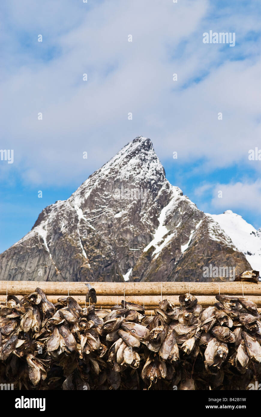 Heads of Cod Stockfish drying in winter air with mountain in background ...