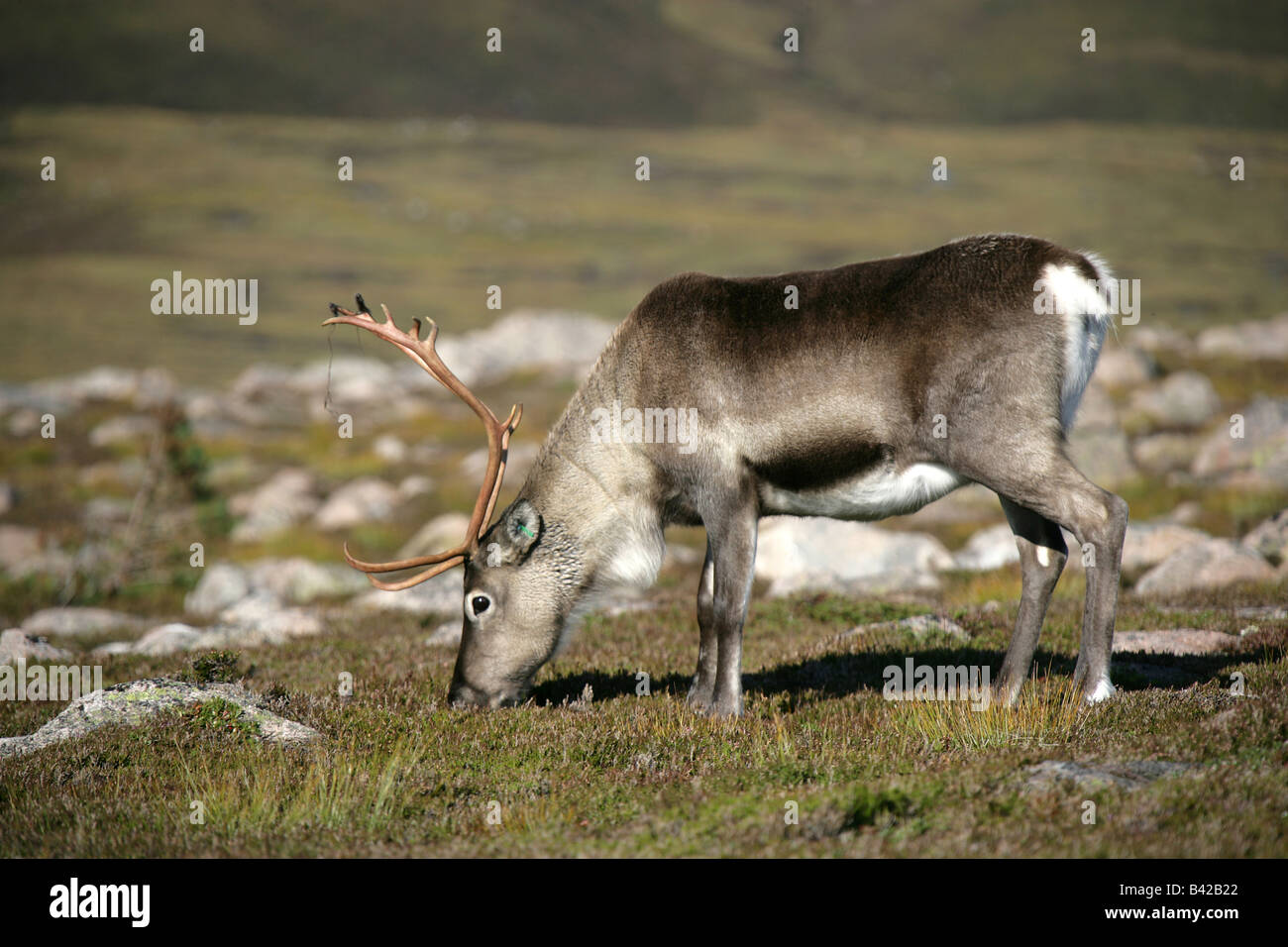 Cairngorm reindeer hi-res stock photography and images - Alamy