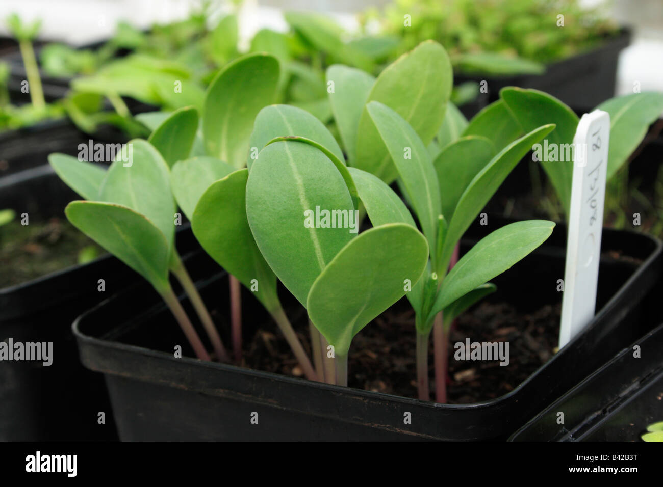 Plant seedlings in pot Stock Photo - Alamy