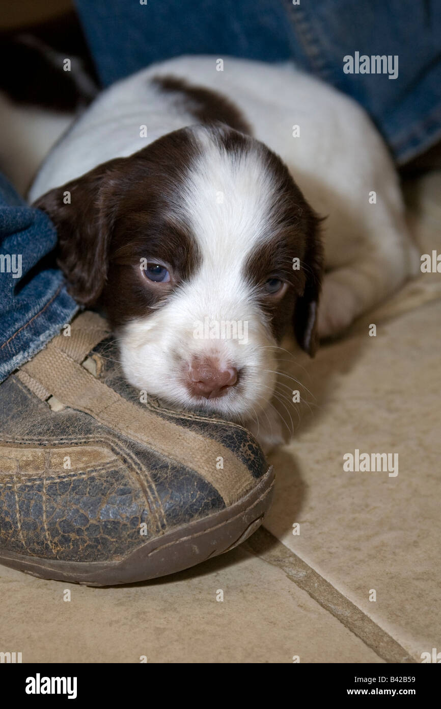 English springer spaniel puppy hi-res stock photography and images - Alamy