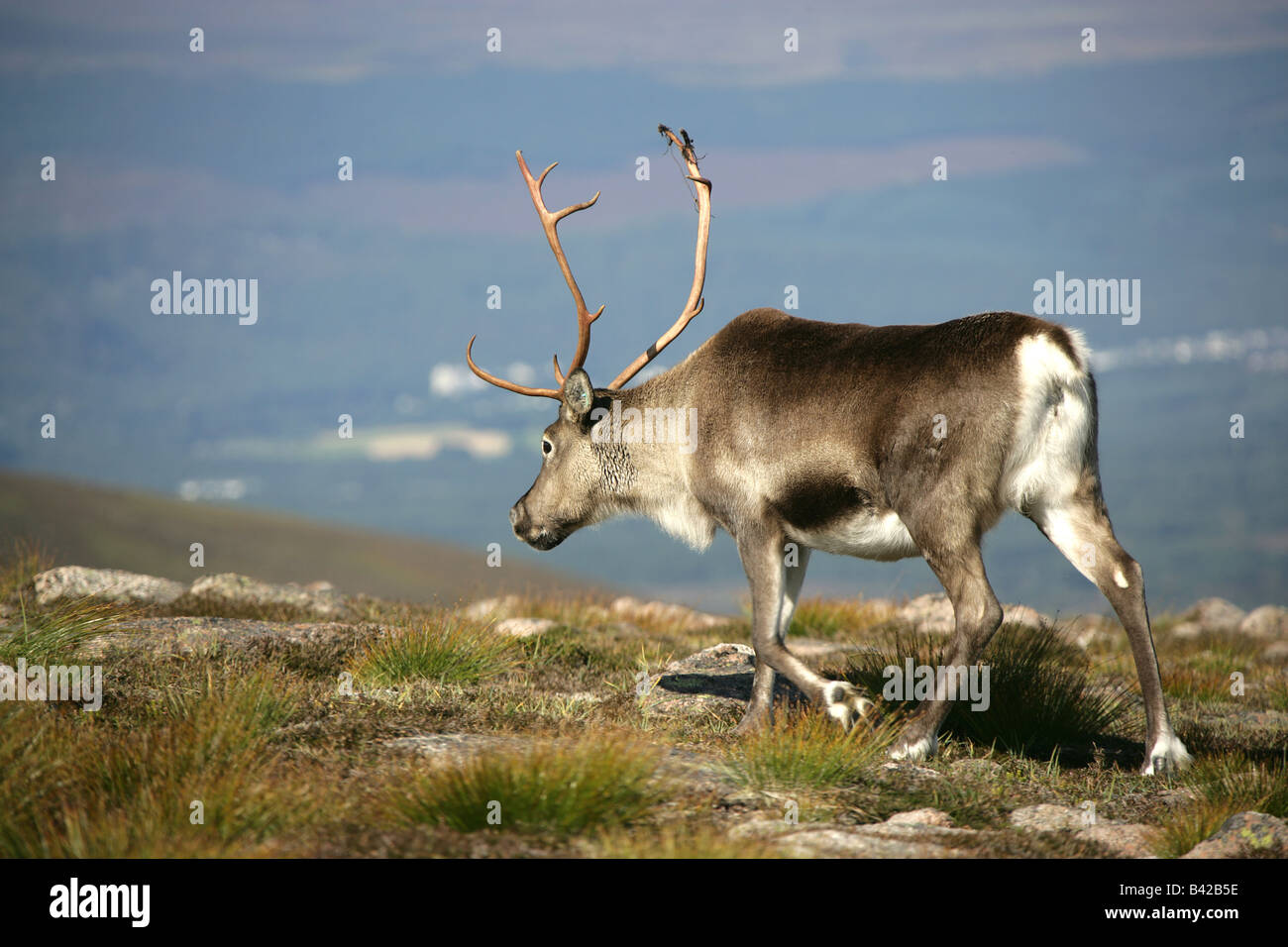 The area of Cairngorm, Scotland. Roaming reindeer in the Cairngorm ...