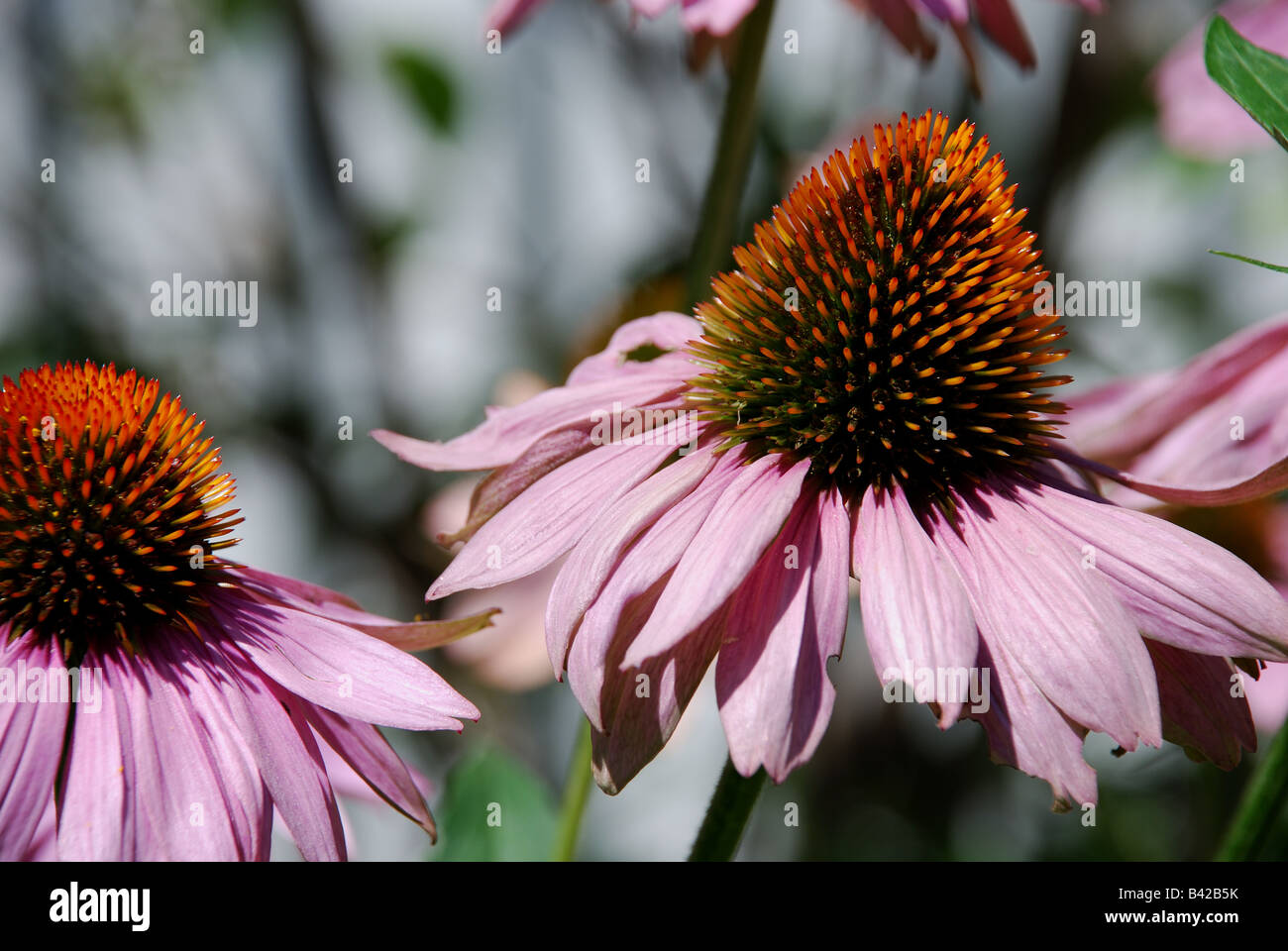Pointy Colorful Flowers
