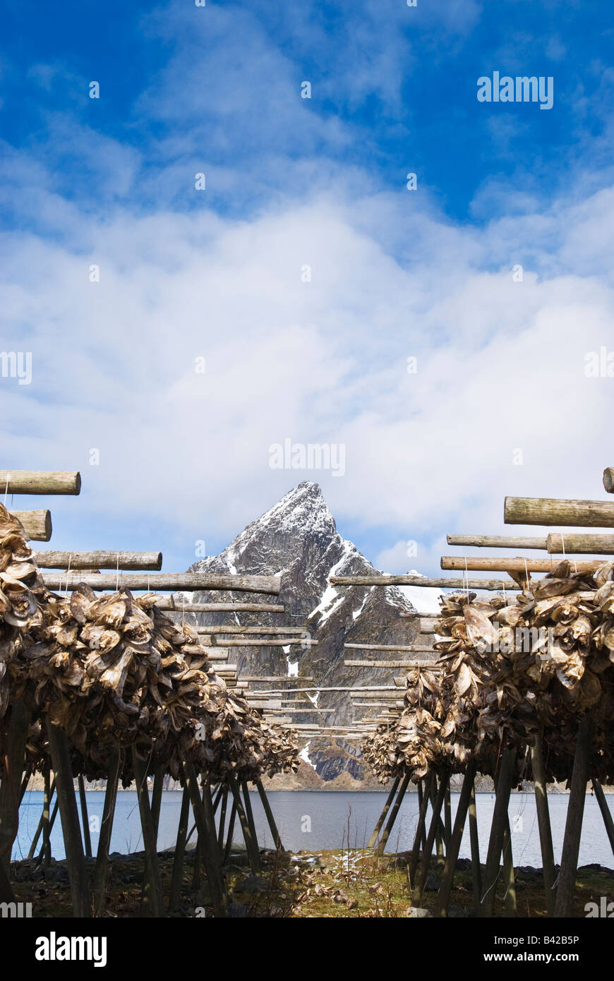 Heads of Cod Stockfish drying in winter air with mountain in background ...
