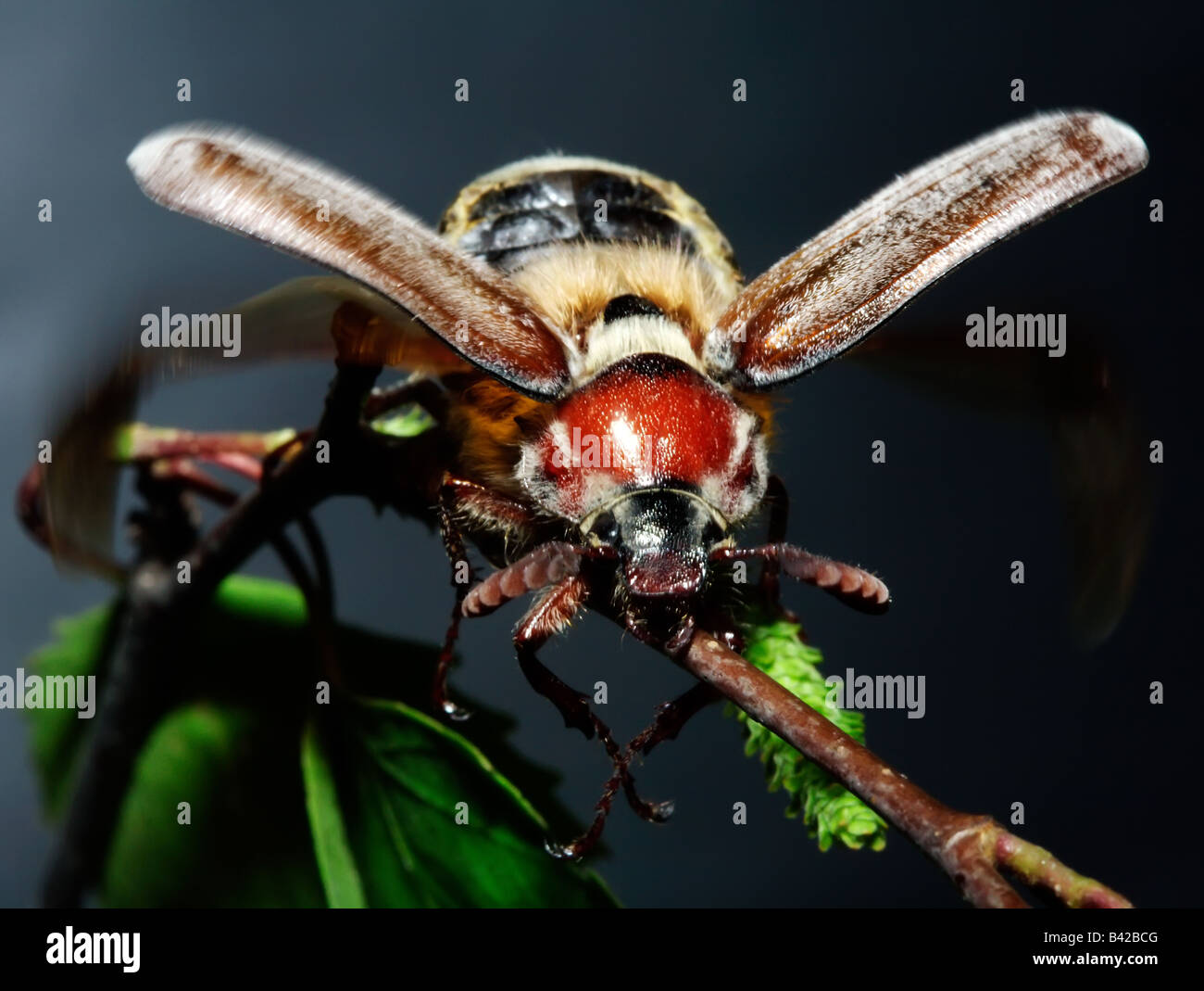 Beetle flight hi-res stock photography and images - Alamy