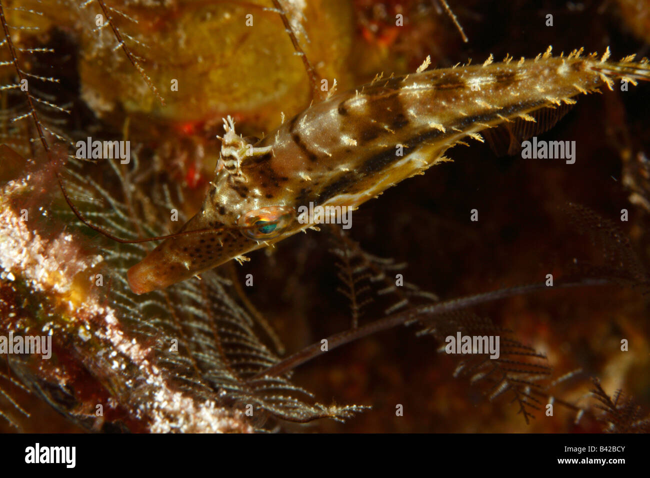 A close-up shot of a tiny Slender Filefish hiding inside a black fan ...