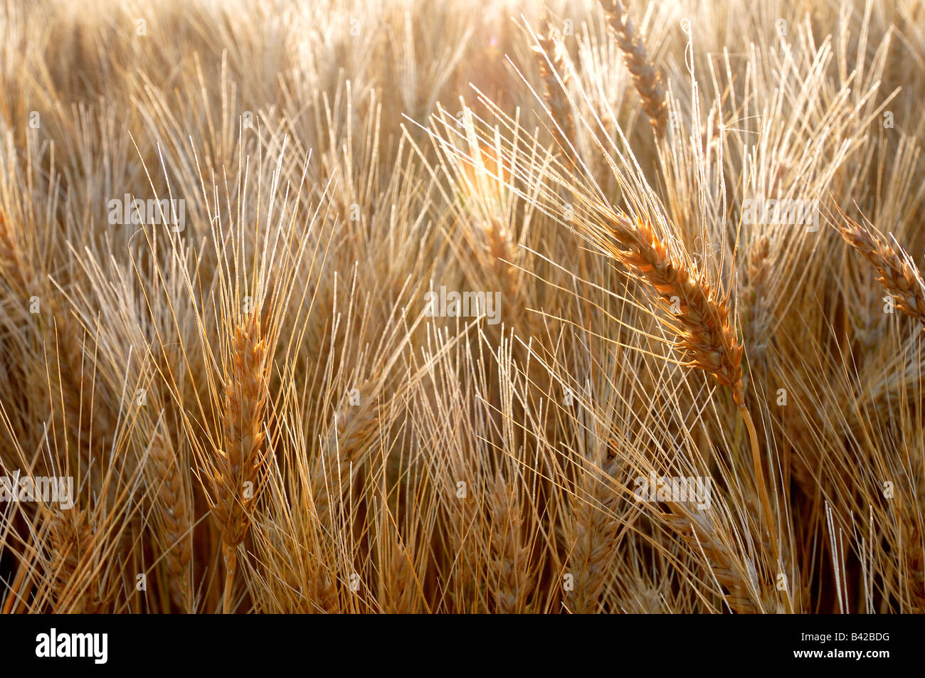 Wheat close up Stock Photo - Alamy