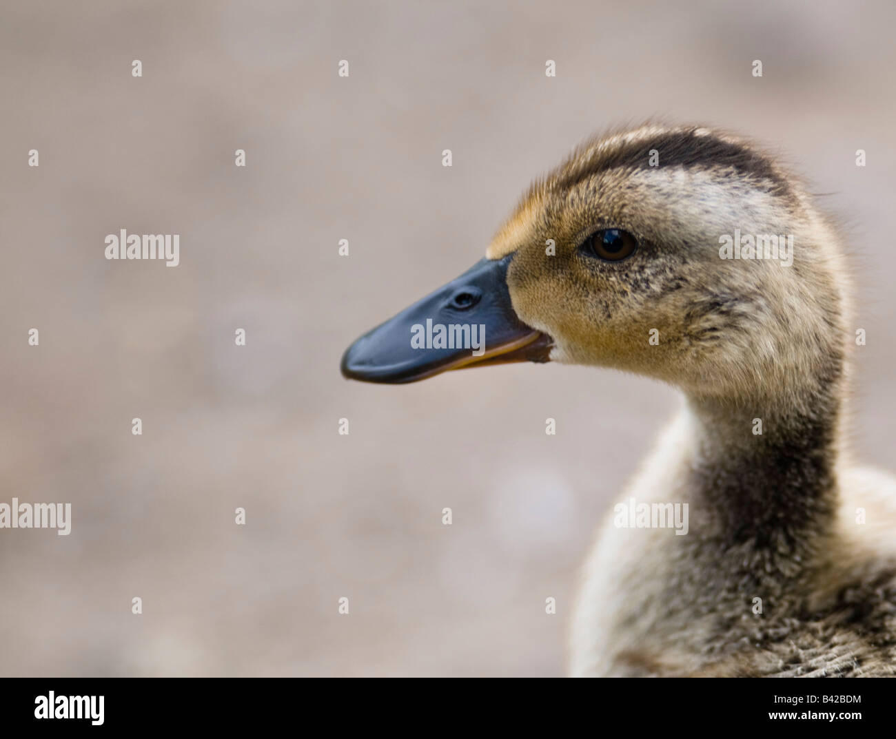 Young Mallard Duck Anas platyrhynchos by waters edge Stock Photo - Alamy