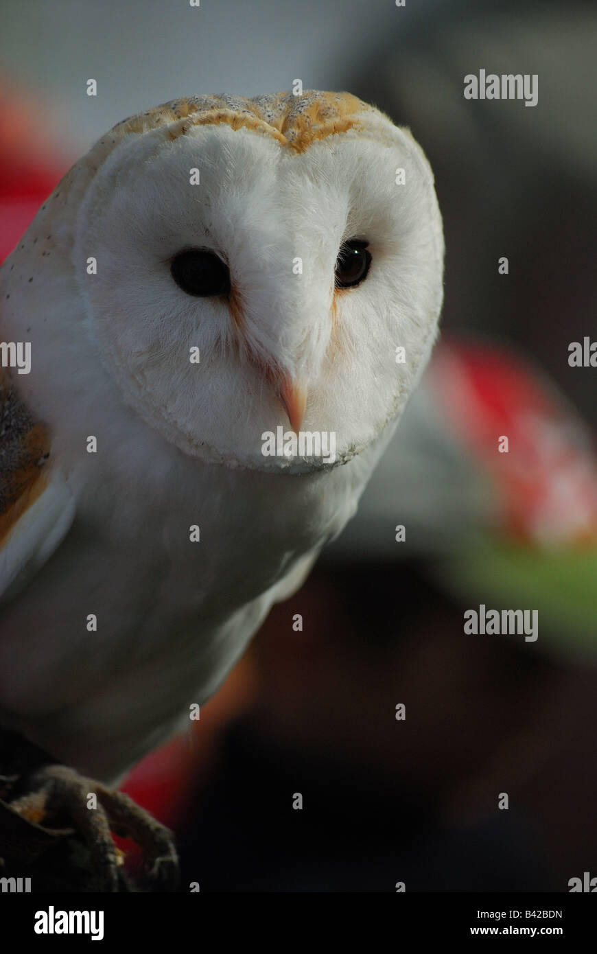 Barn owl closeup eye hi-res stock photography and images - Alamy