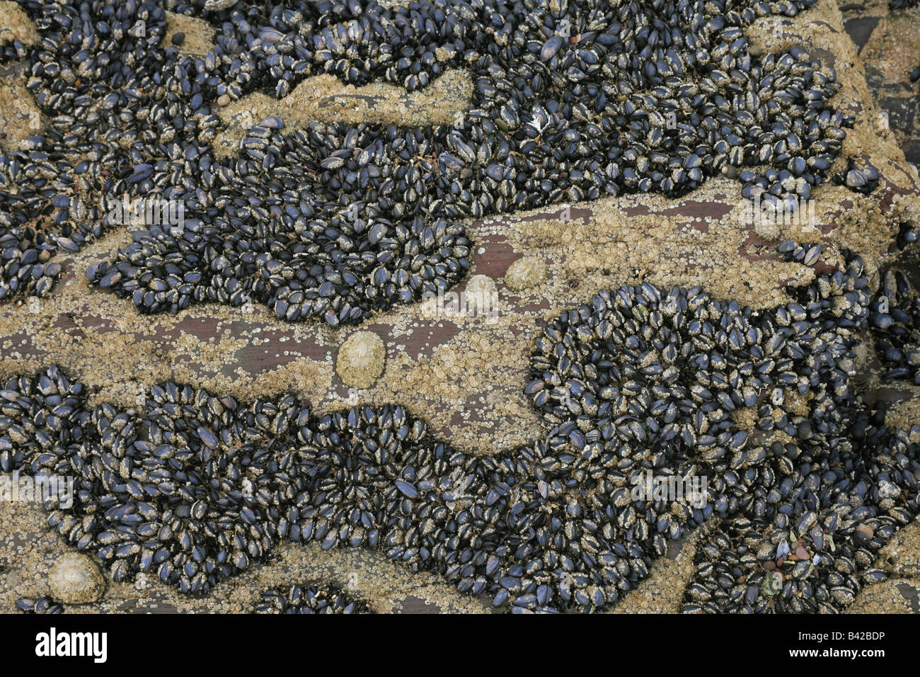 Cockle shell patterns Stock Photo - Alamy