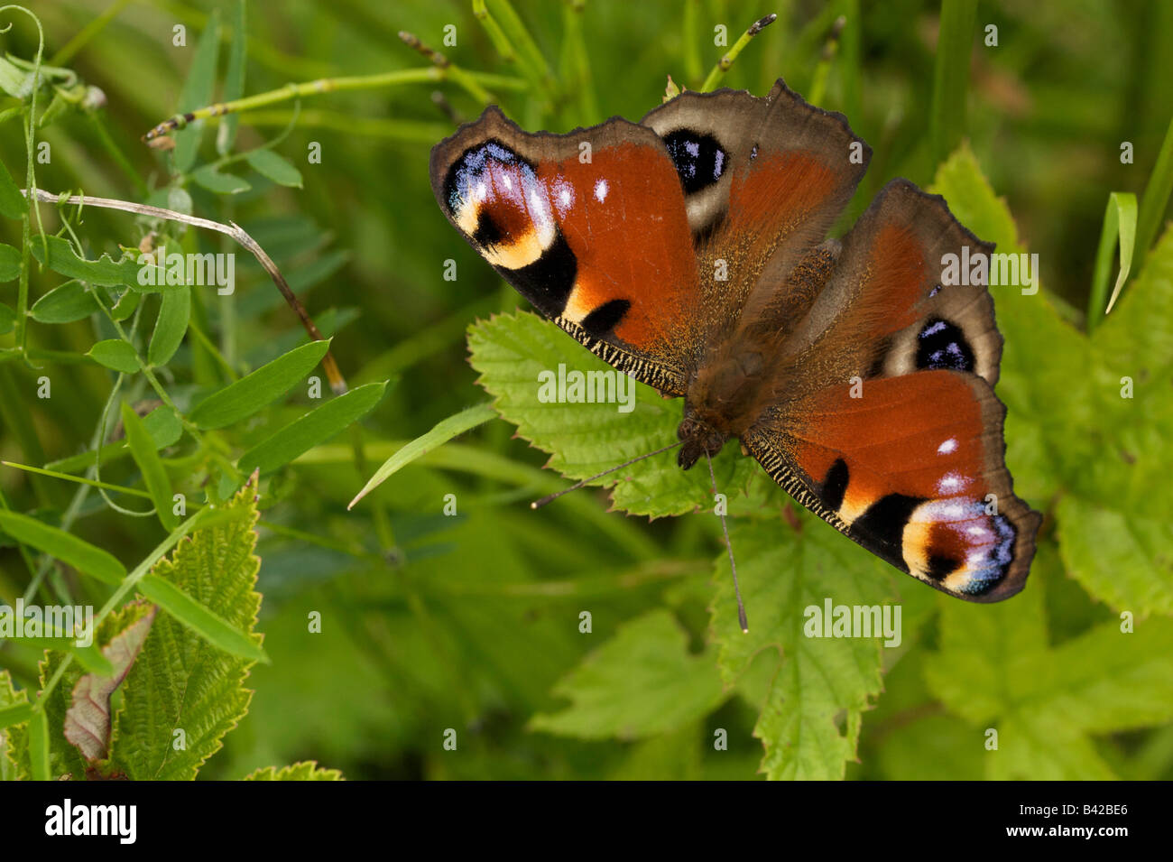 Peacock butterfly at rest Stock Photo - Alamy
