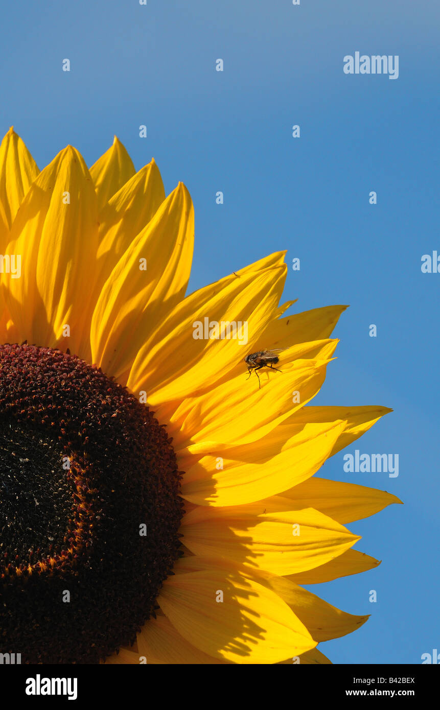 Sunflower section hi-res stock photography and images - Alamy