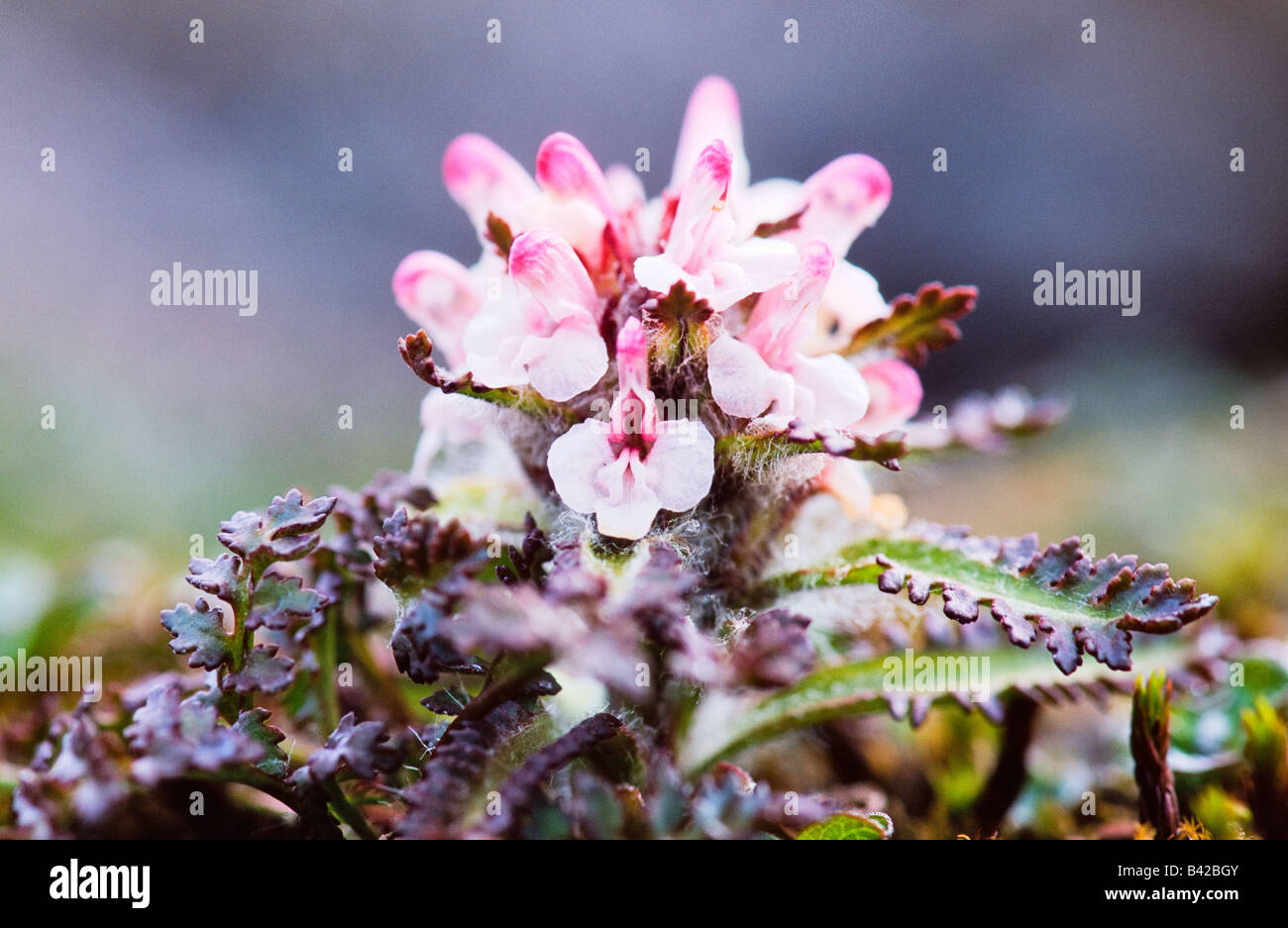 Arctic lousewort hi-res stock photography and images - Alamy