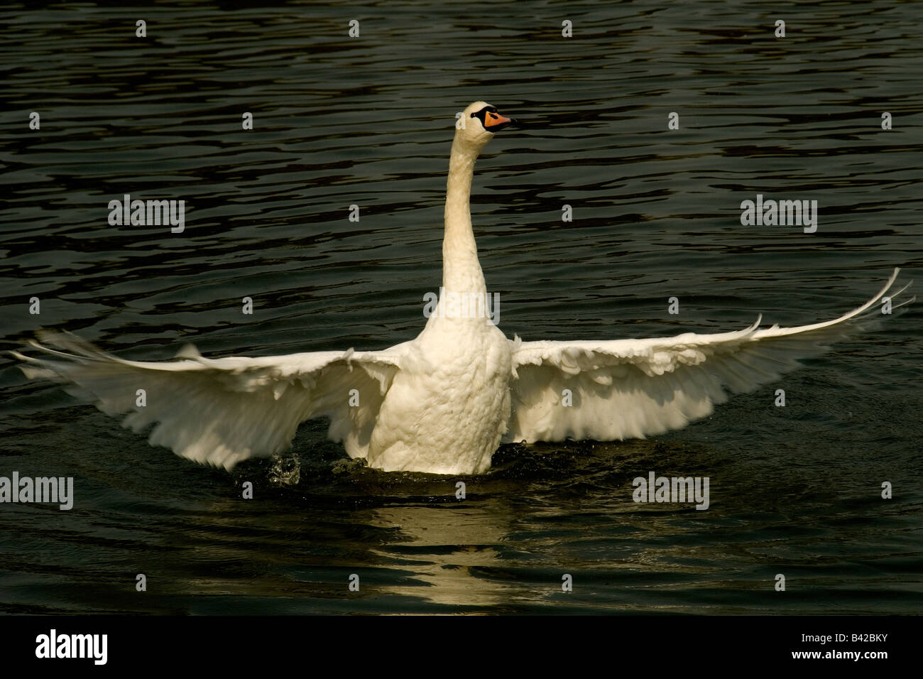 Swan beating wings hi-res stock photography and images - Alamy