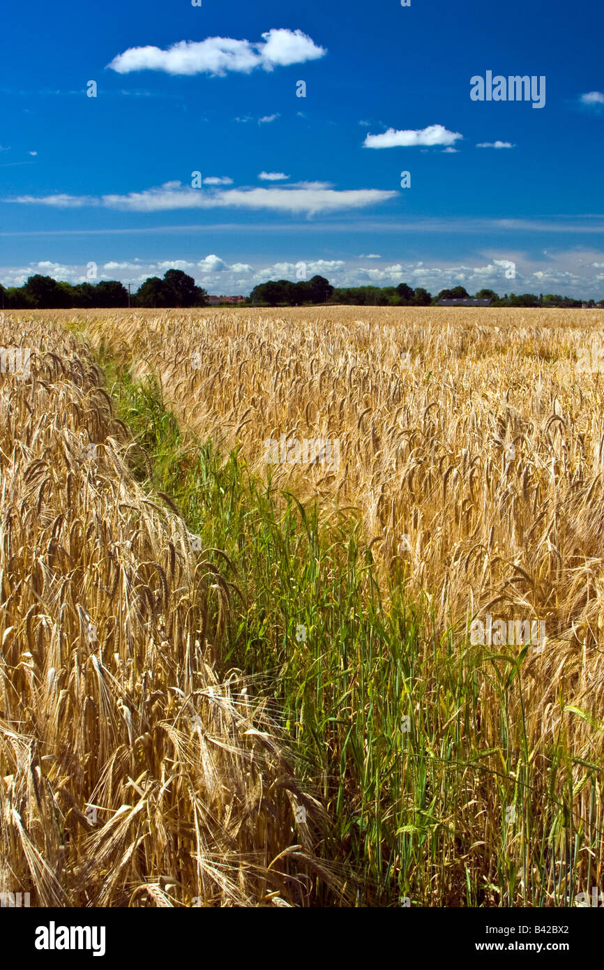 Corn fields uk hi-res stock photography and images - Alamy