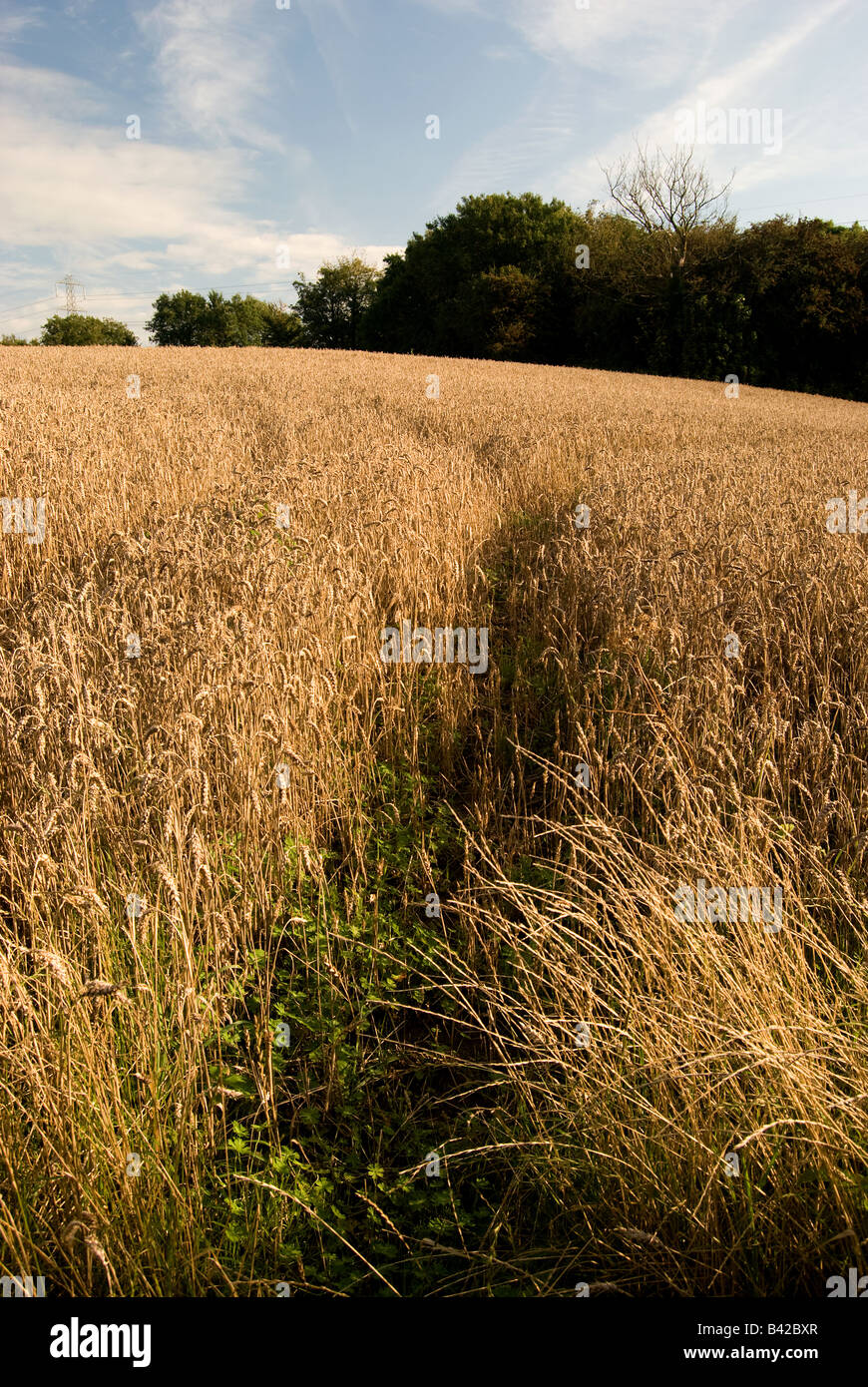 Hillside and wheat hi-res stock photography and images - Alamy