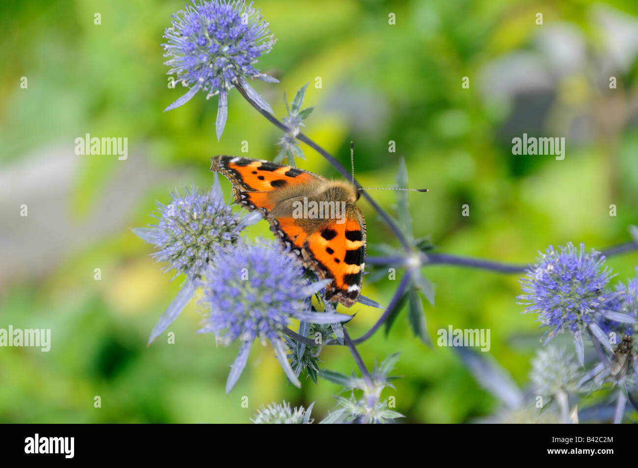Small Tortoiseshell Butterfly Stock Photo - Alamy