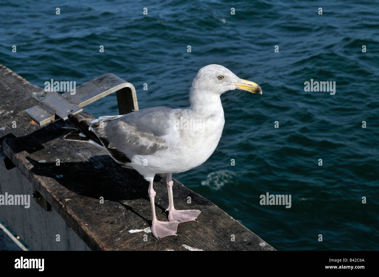 Southern California seagull warily watching approaching photographer ...