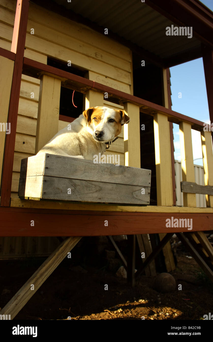a dog guarding the cubby house in a suburban setting Stock Photo - Alamy
