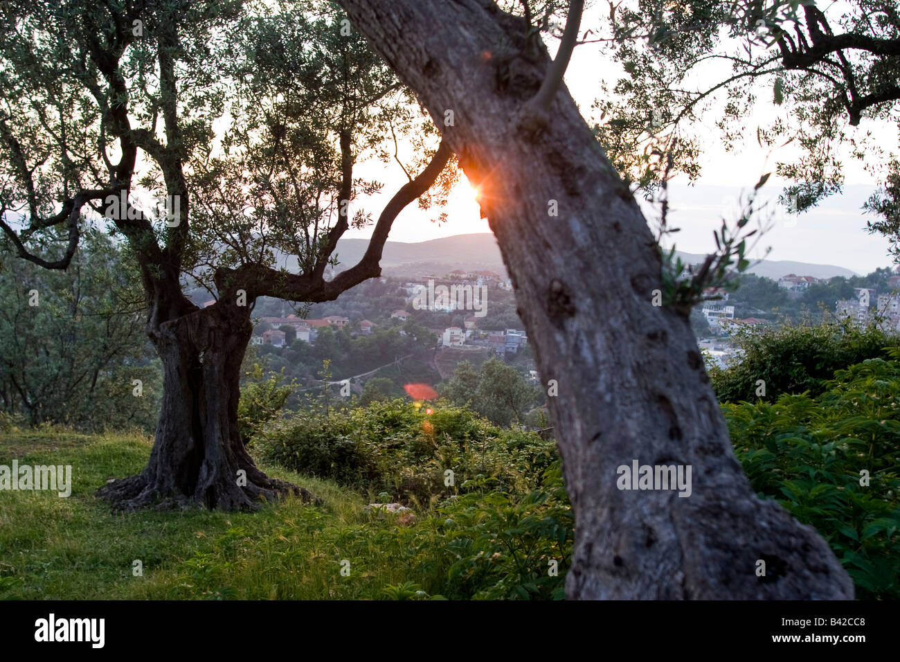 Olive trees at sunset hi-res stock photography and images - Alamy