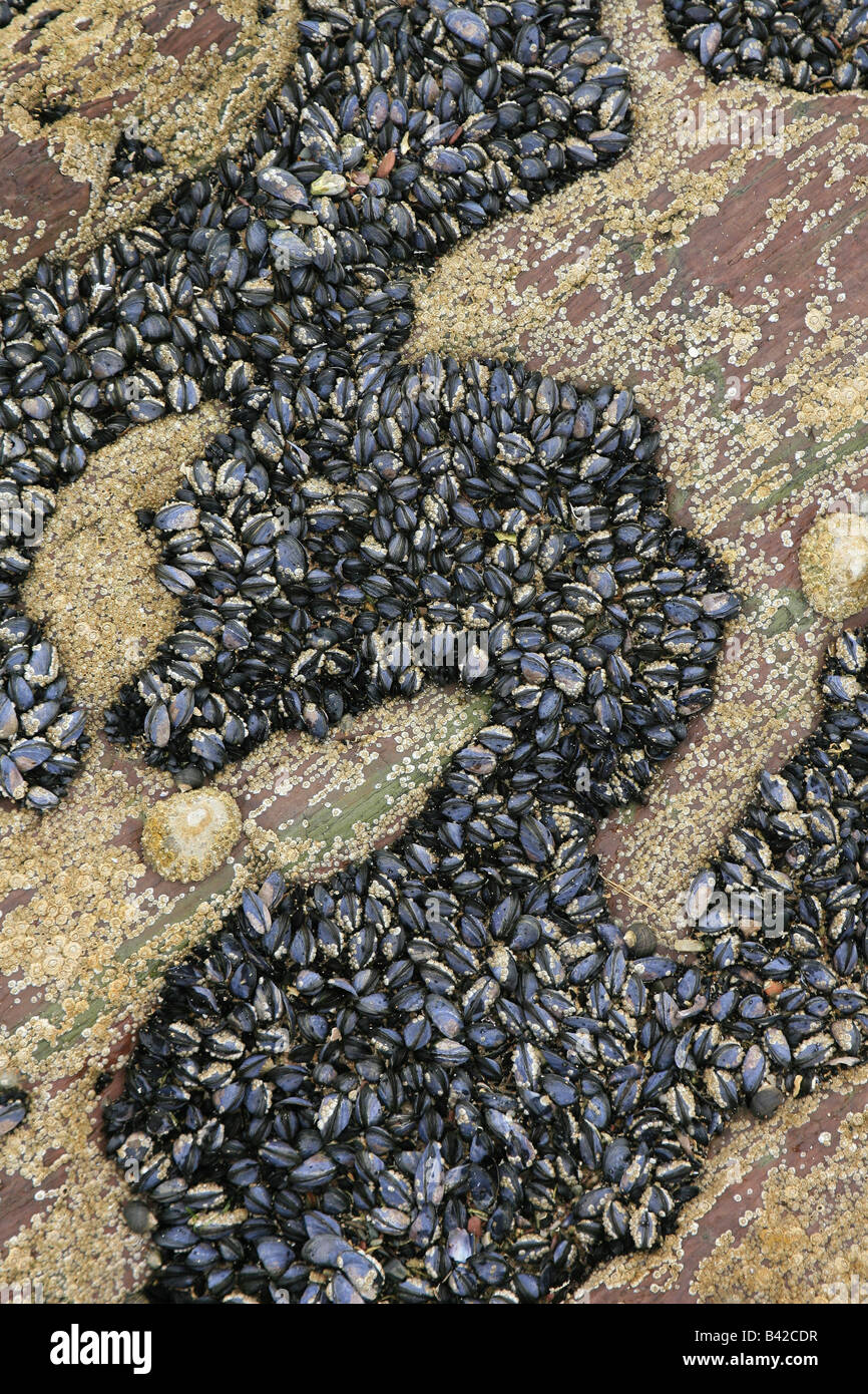 Cockle shell patterns Stock Photo - Alamy