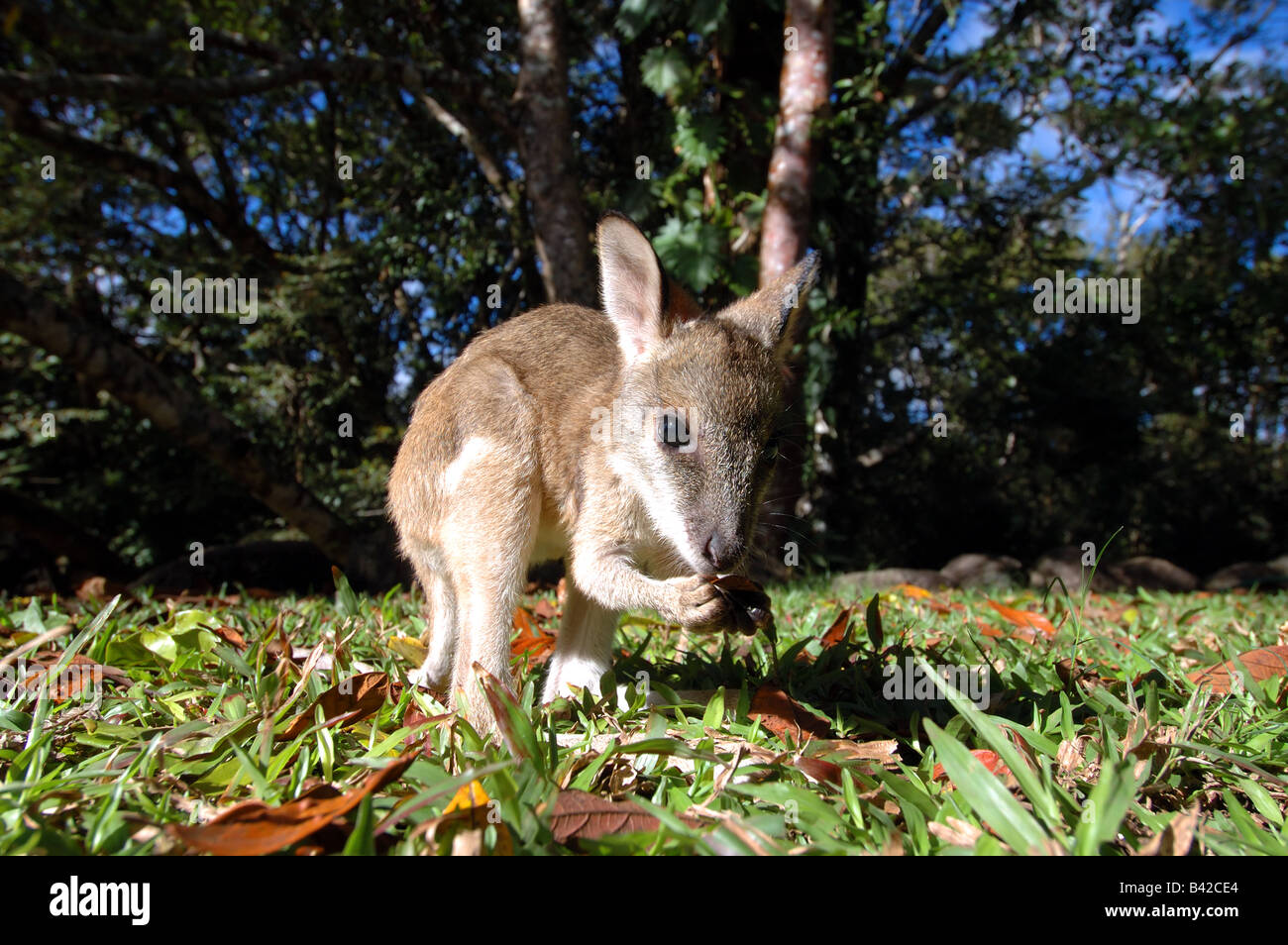 Juvenile agile wallaby (Macropus agilis) on the Atherton Tablelands ...