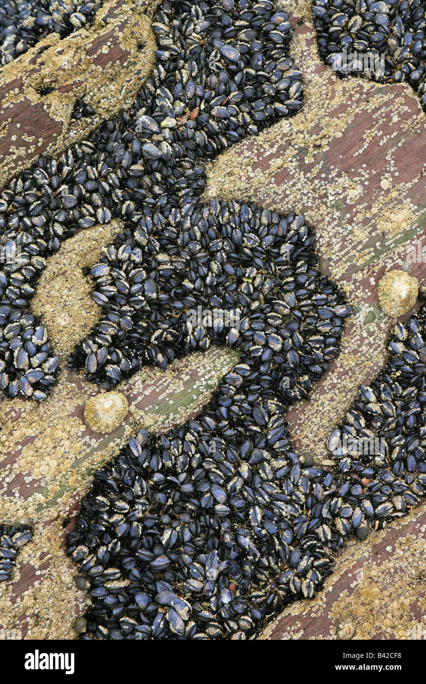 Cockle shell patterns Stock Photo - Alamy